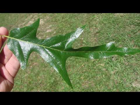 Quercus falcata