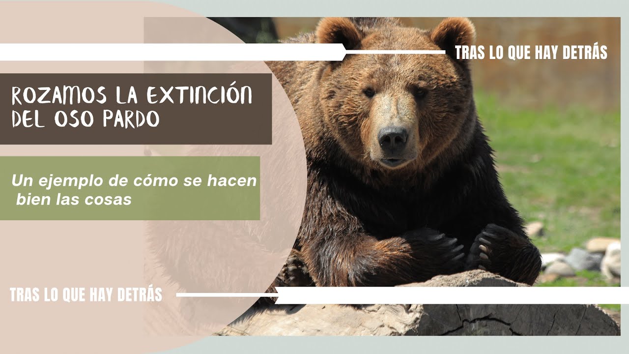 ROZAMOS LA EXTINCIÓN DEL OSO PARDO 🐻