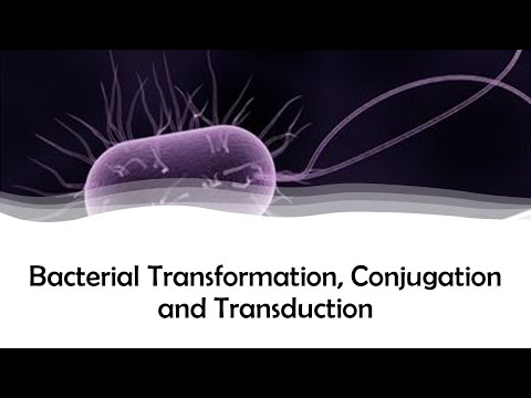 Bacterial Transformation, Conjugation and Transduction