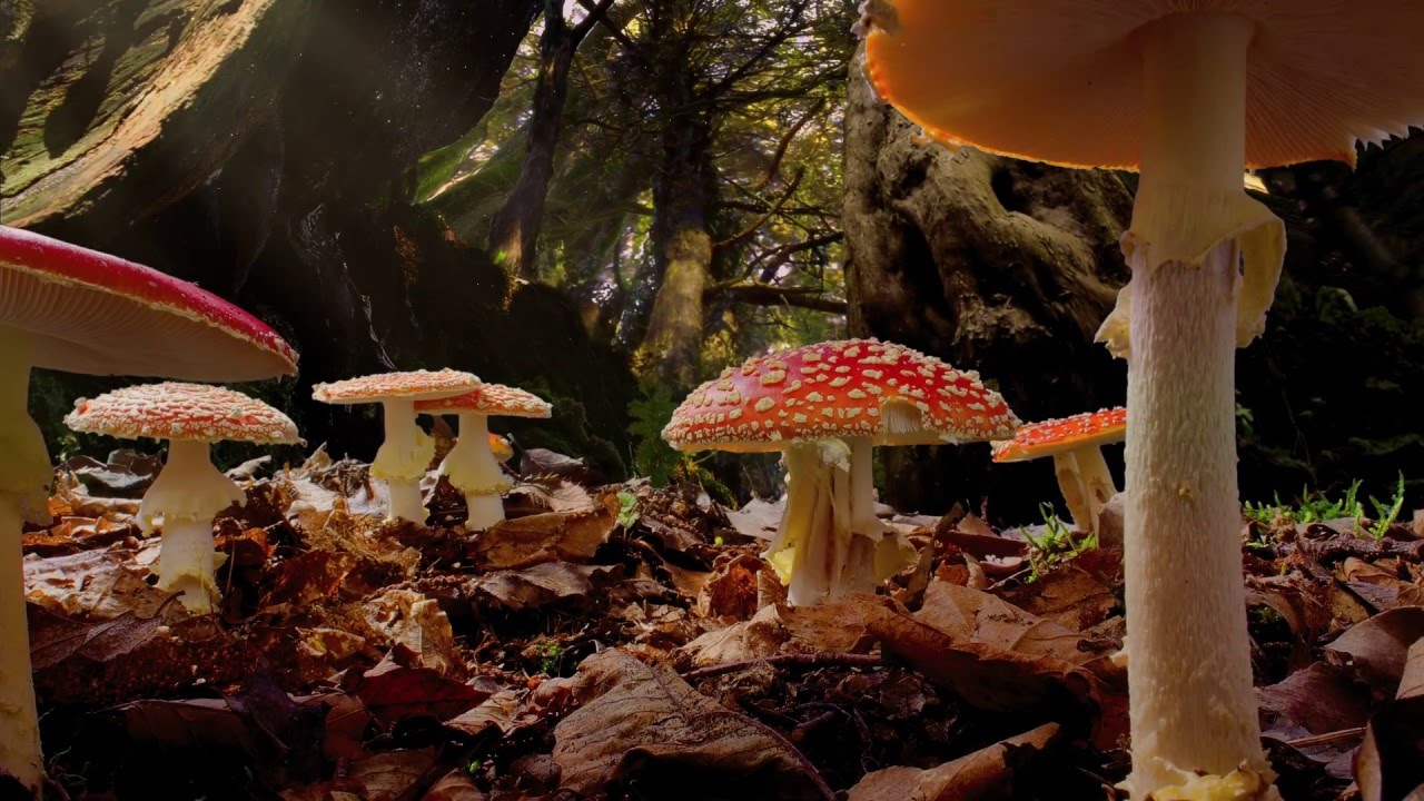 Tiny Giants - Official Trailer