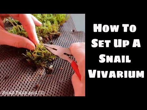 How To: Snail Vivarium Set Up