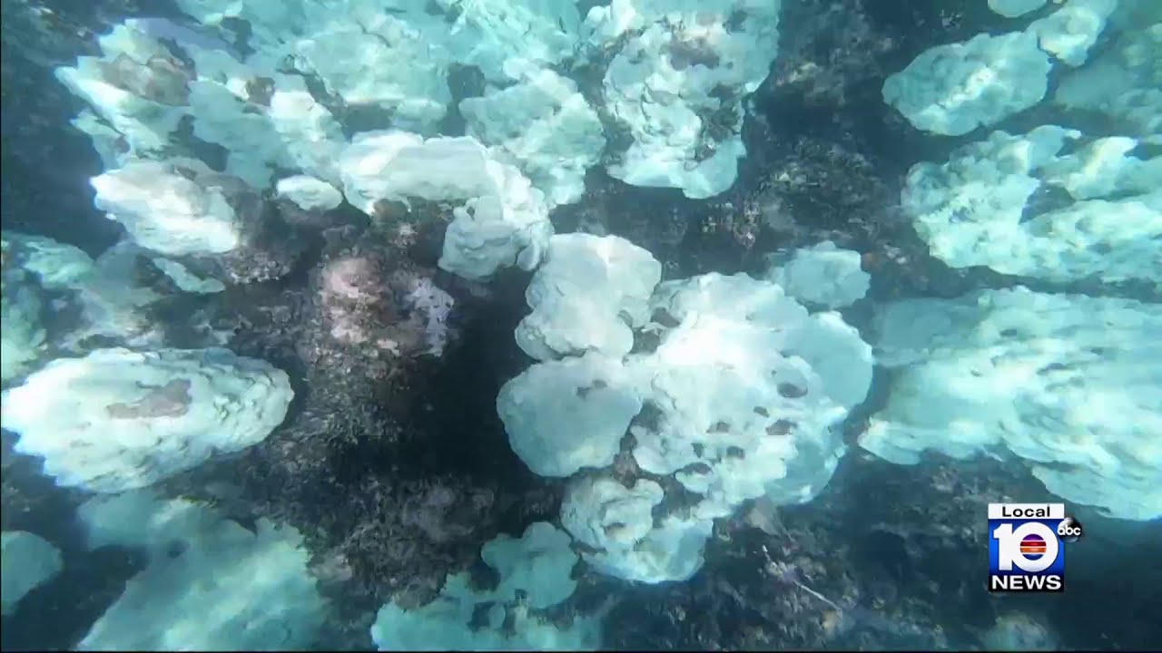 Florida coral reefs impacted by mass bleaching event far worse than scientists feared