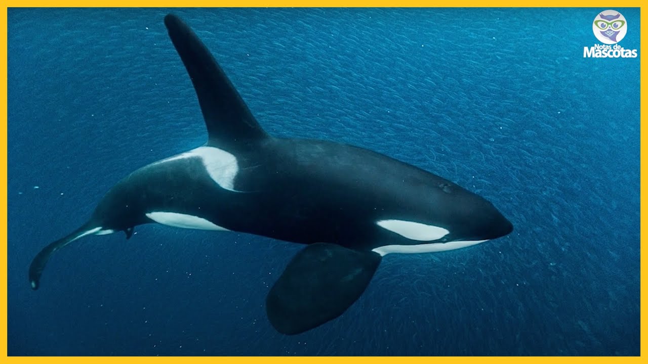 Curiosidades y Datos Sobre las Orcas que Debes Conocer