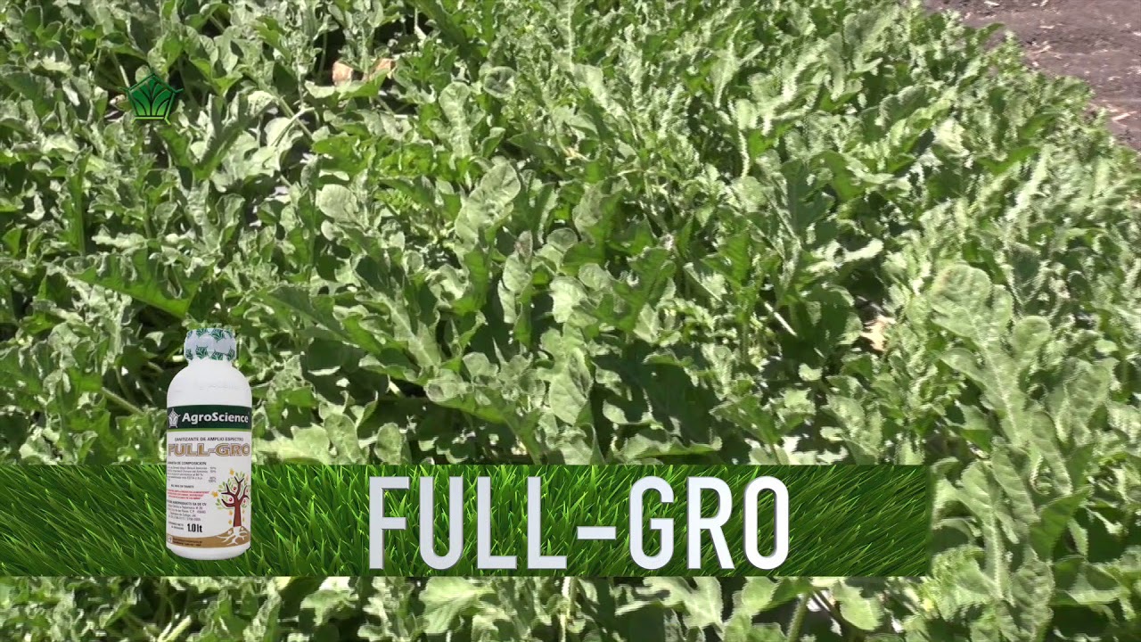 Agroscience | Watermelon Crop Rescued from Stem Strangulation