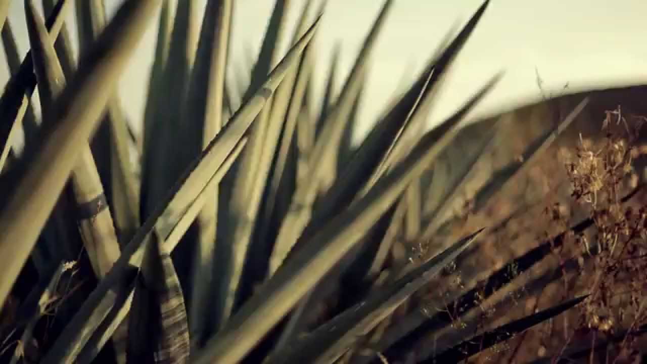 Tequila behind the scenes