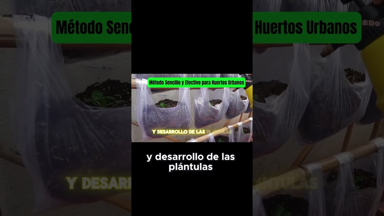 Transplanting seedlings is the key step for you