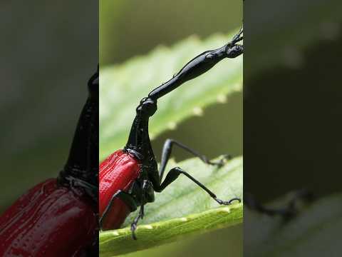Outrageous Weevils With Giraffe Necks #weevilwednesday #insects