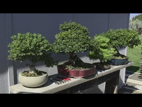 You Can Grow It: Bonsais with High Desert Bonsai