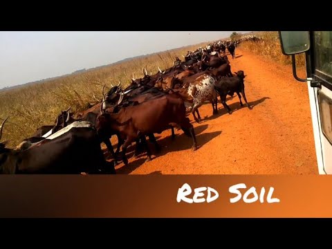 Pastoral Nomads of #africa #ethiopia #normad #travel #cattle