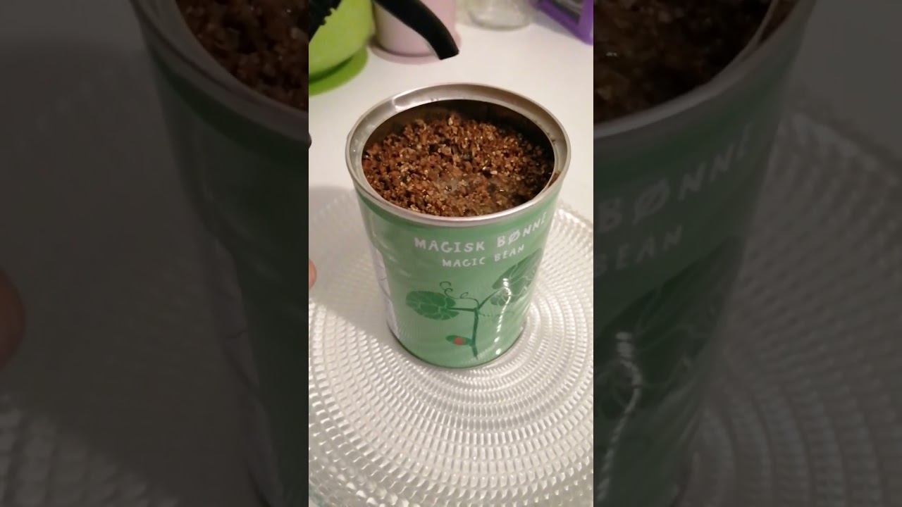 Magic bean (TIGER) Pt. 1