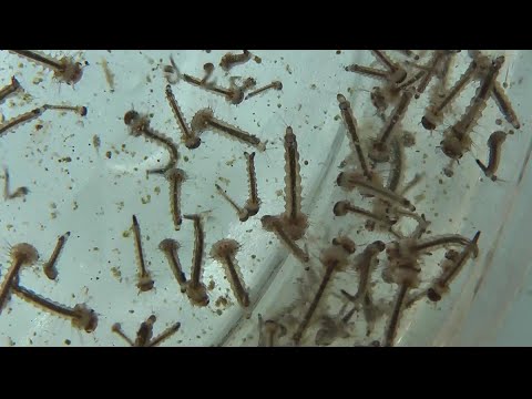 Mosquito larvae in my Garden Pond