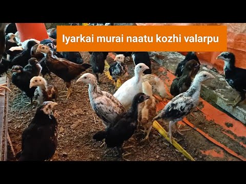 Desi Chicks - 3 Months Old Chicks from Kovilpatti