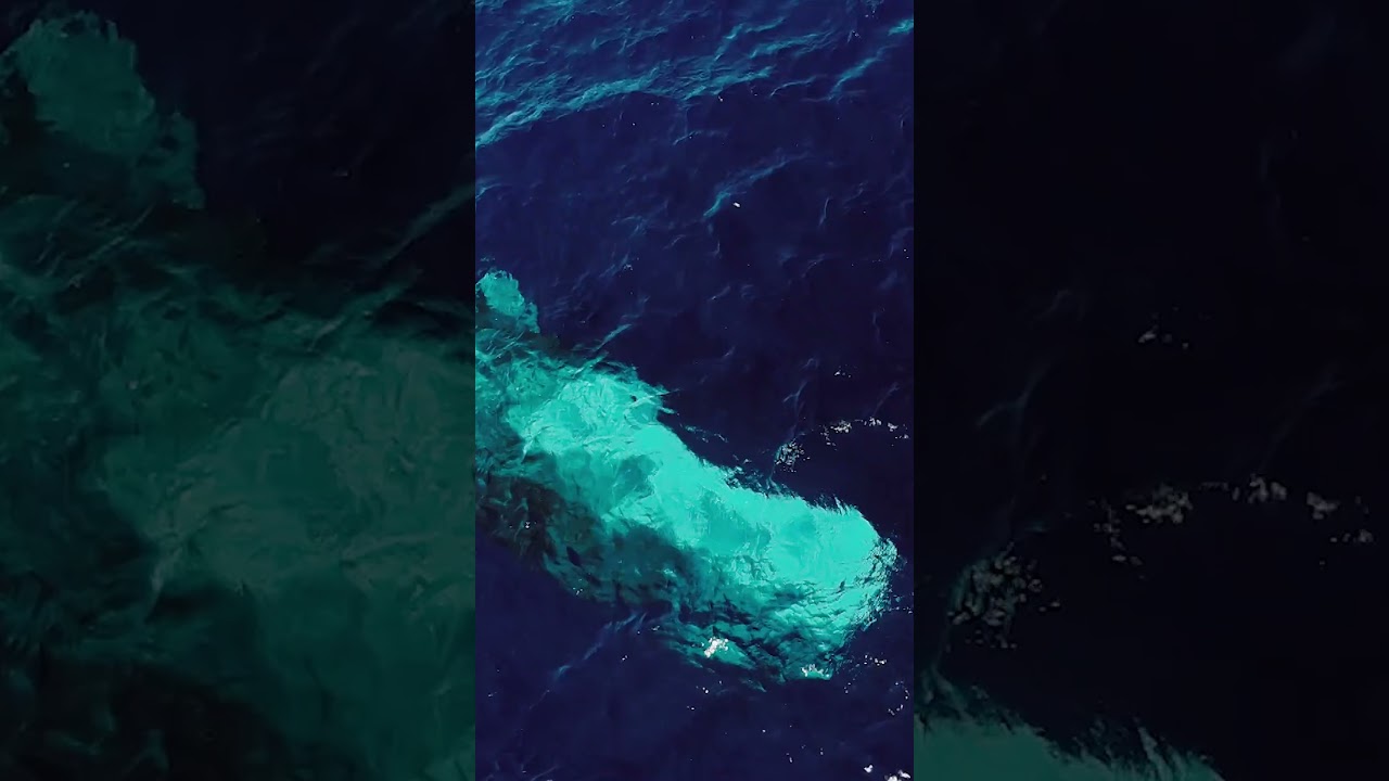 Sperm whales turn white as they age. #wildlife #naturepbs #spermwhale #whale