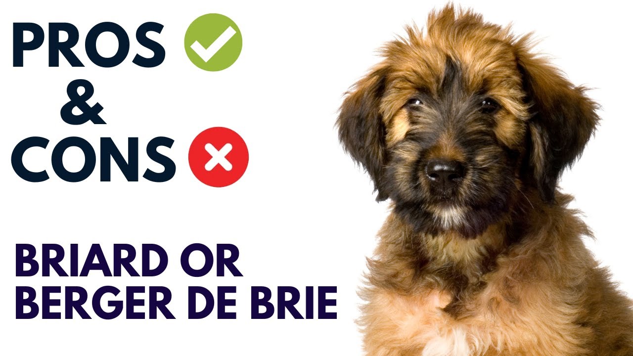 Briard Dog Breed Pros and Cons | Briard Advantages and Disadvantages