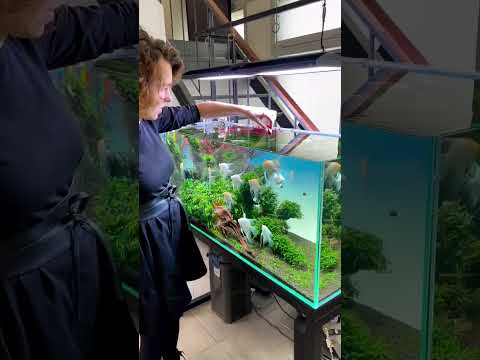 Angelfish feeding time