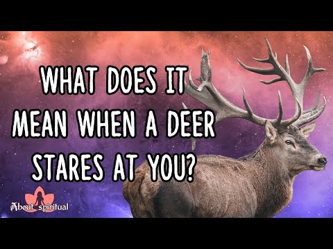 What Does It Mean When a Deer Stares At You?