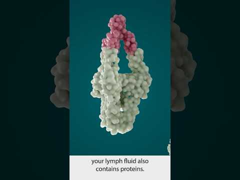 Pineapple Power Unlocking Lymphatic Health with Bromelain mp4