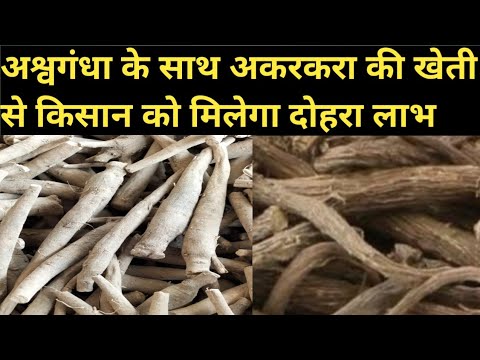 Akarkara Seeds - Pellitory Seeds Latest Price, Manufacturers & Suppliers