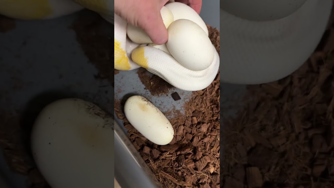 This beautiful Albino Pied Ball Python laid a nice clutch of eggs! #ballpythonmorphs #ballpythoneggs