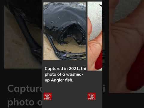 Shocking Animal Images: Prepare to be Terrified