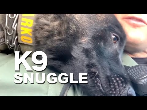 K9 ARKO Loves Catching Bad Guys!