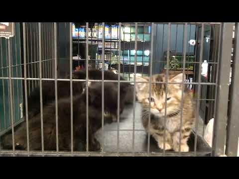 Cats And Kittens For Adoption At Woofta Pet Store In Dickinson, North ...