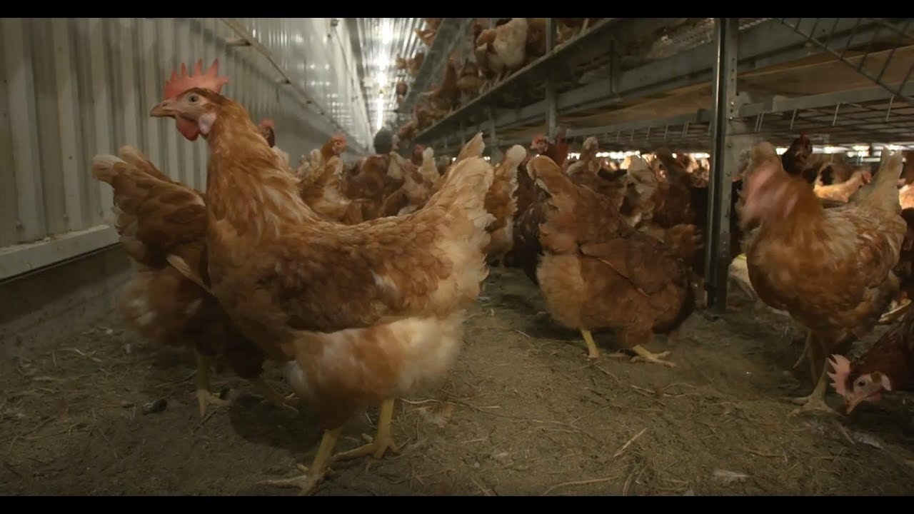 Where our hens live. Free Run Housing
