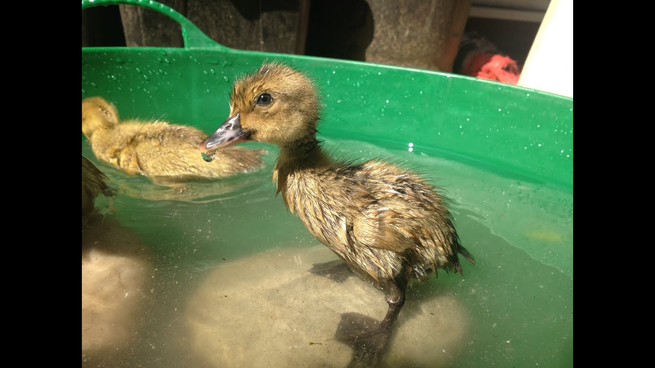CUTE! Duckling bath-time