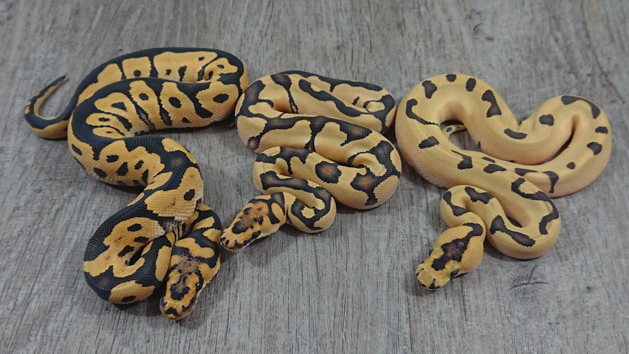 Desert Ghost Holdbacks 2022 - Königspython (Ball Python / Python Regius)