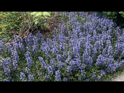Ajuga reptans - a great ground cover for dry shade,