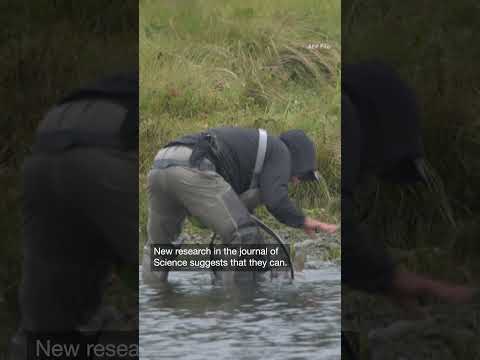 Salmon exposed to any-anxiety drugs more anti-social, risk-prone