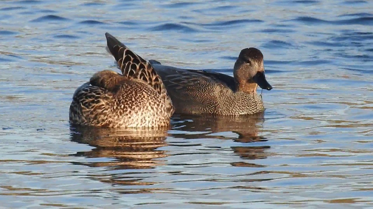 Male & Female Gadwall feeding