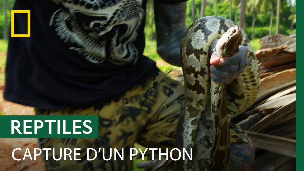 Documentaire | Des fourmis de feu compliquent la capture d’un python de ...