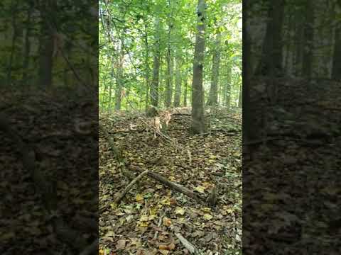 Tree Huggers – A Poem – SJB Creates Blog