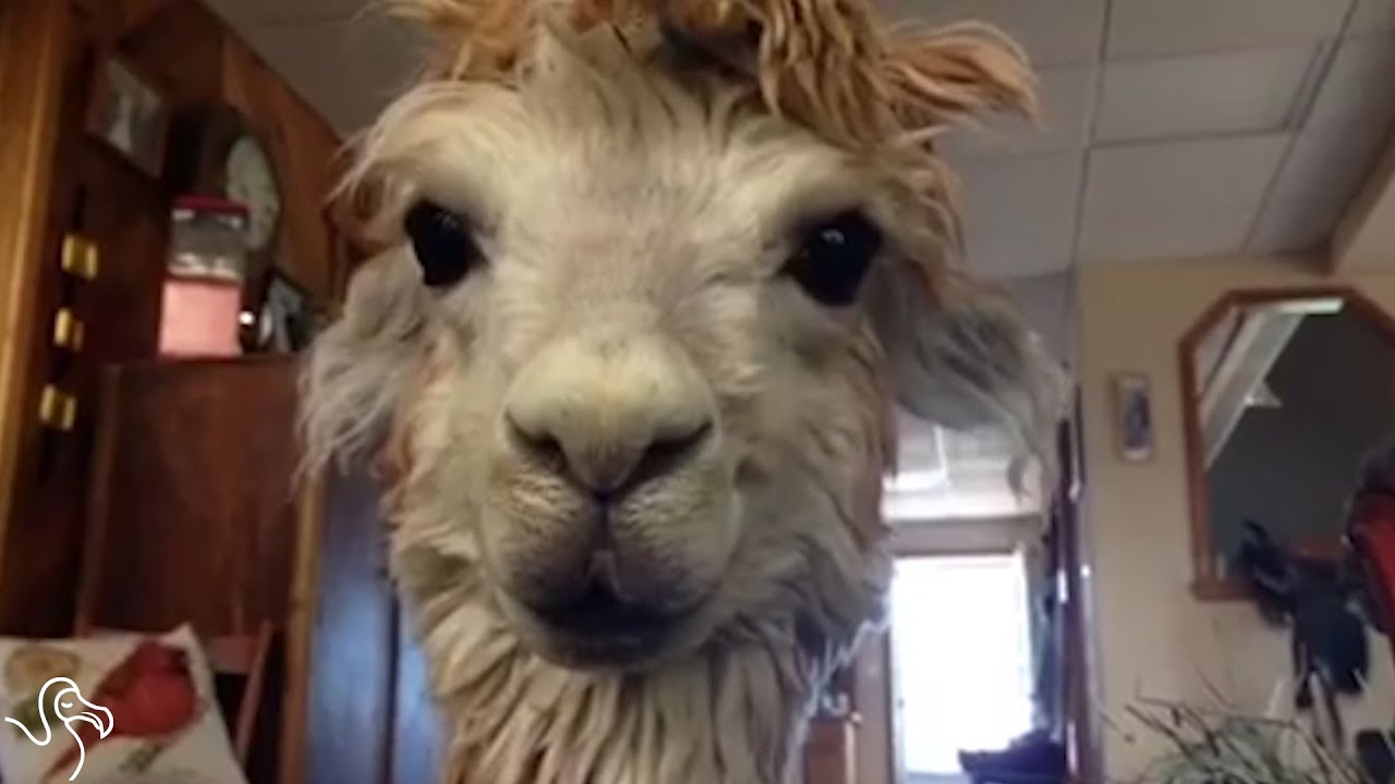 Tiny Alpaca KNOWS She's Fabulous