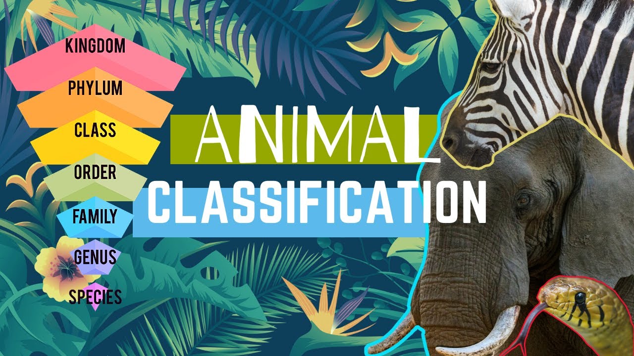 Animal Types || Animal Classification || Animal Groups 🌎🐘🦩🐠🐍🦎🐌