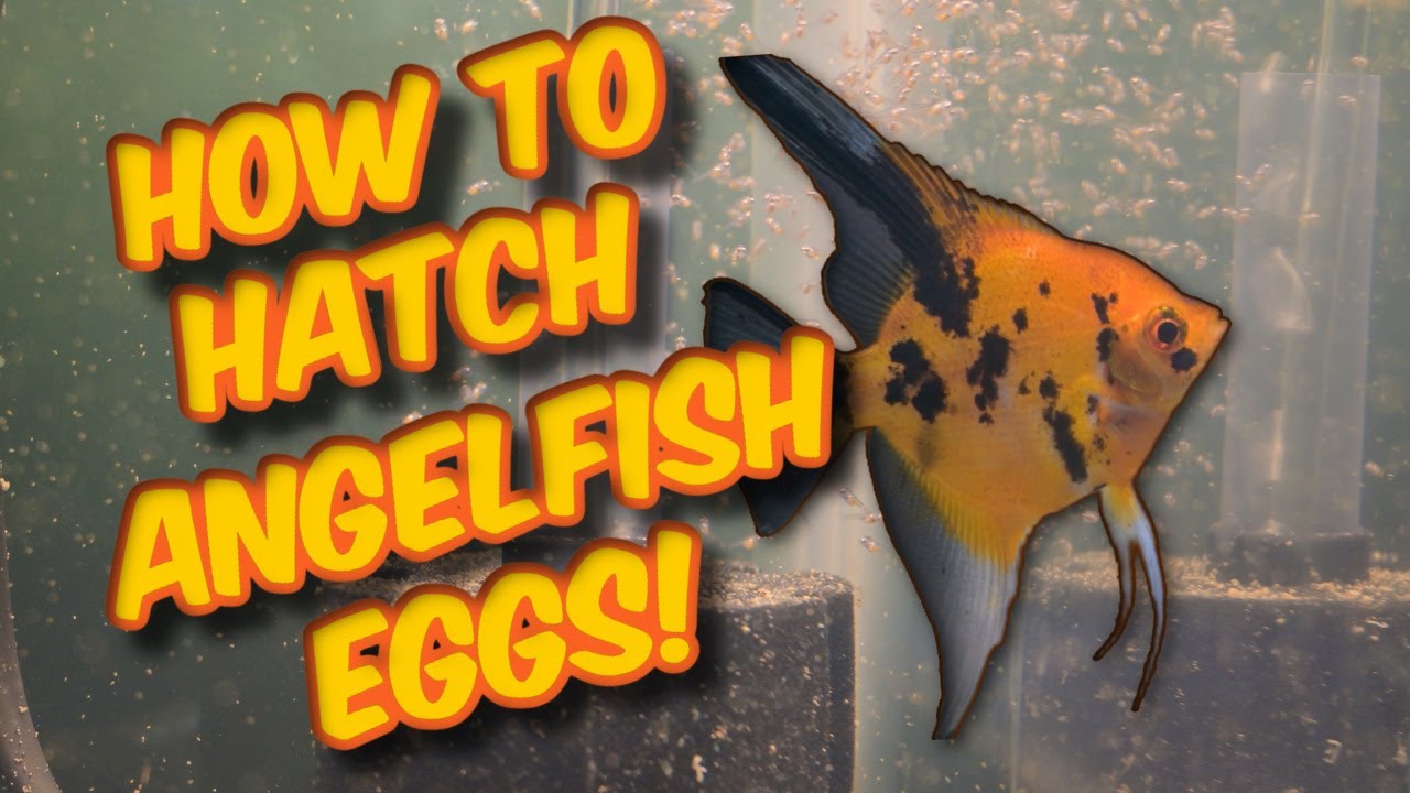 How To Hatch Angelfish Eggs- Super Easy Method