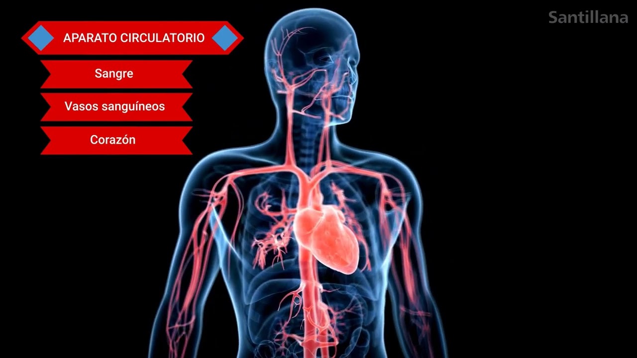 La respiración, la circulación y la excreción