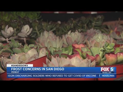 Chilly Temperatures Bring Frost Concerns In San Diego