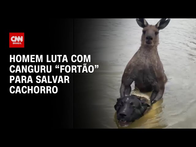 Vídeo: homem luta com canguru “fortão“ que tentava afogar cachorro ...