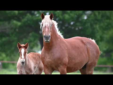 Ennis bluebonnet trails ( Ennis, Texas) 2023🐴🐄 🐔🫏🦚🌼🪻