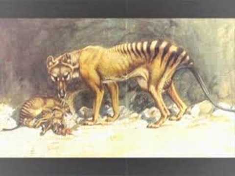 Prehistoric Australian marsupial lion reconstructed | Dear Kitty. Some blog