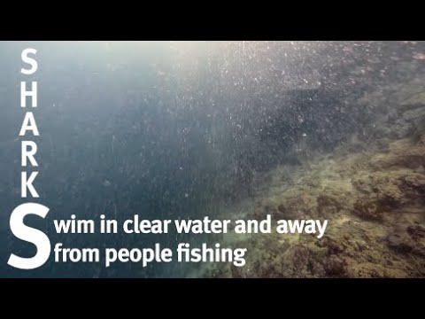 SharkSmart - swim in clear water away from fishers
