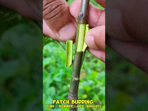 Patch bud Grafting #shorts