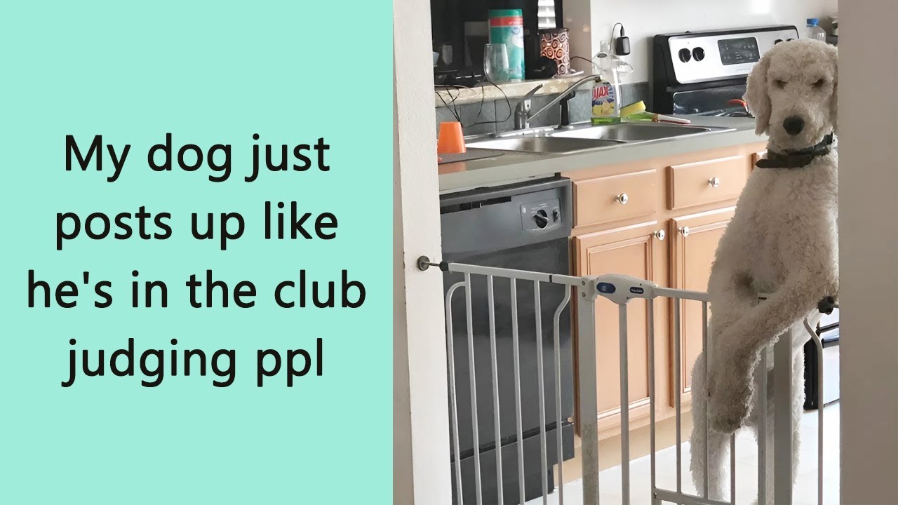50 Hilariously Accurate Tweets That Perfectly Capture Life With Cats And Dogs