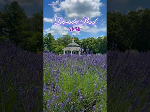 Beauty violet scented Lavender Pond Farm in Killingworth CT