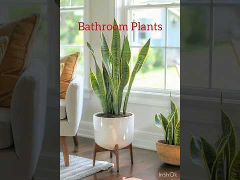 Bathroom Plants | Low maintenance plants| Plants need low sunlight