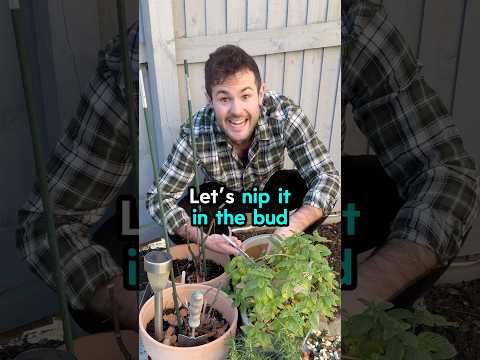 English Idiom: NIP IT IN THE BUD 🌱 #englishidioms #englishexpressions #learnenglish