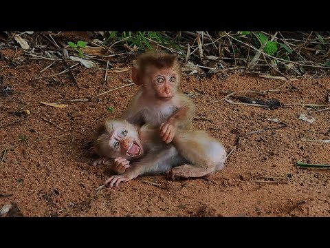 The saddest video of a p_oor baby monkey crying because she needs food