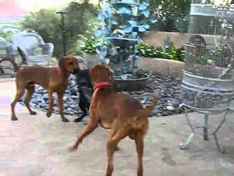 Oddis Gets Tag Teamed.wmv